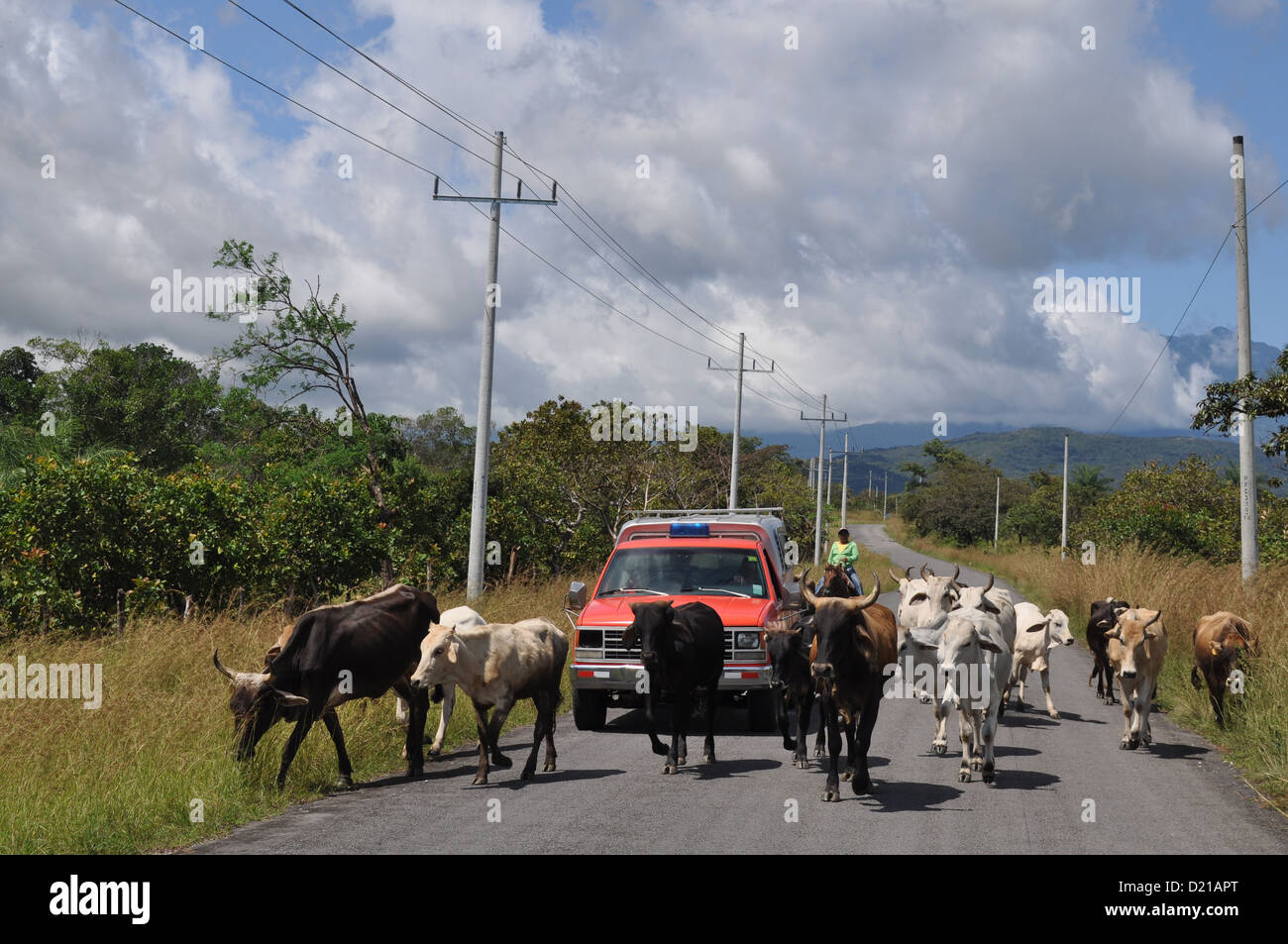 Bocas del Toro (Panama): cattle along a road in the countryside Stock ...