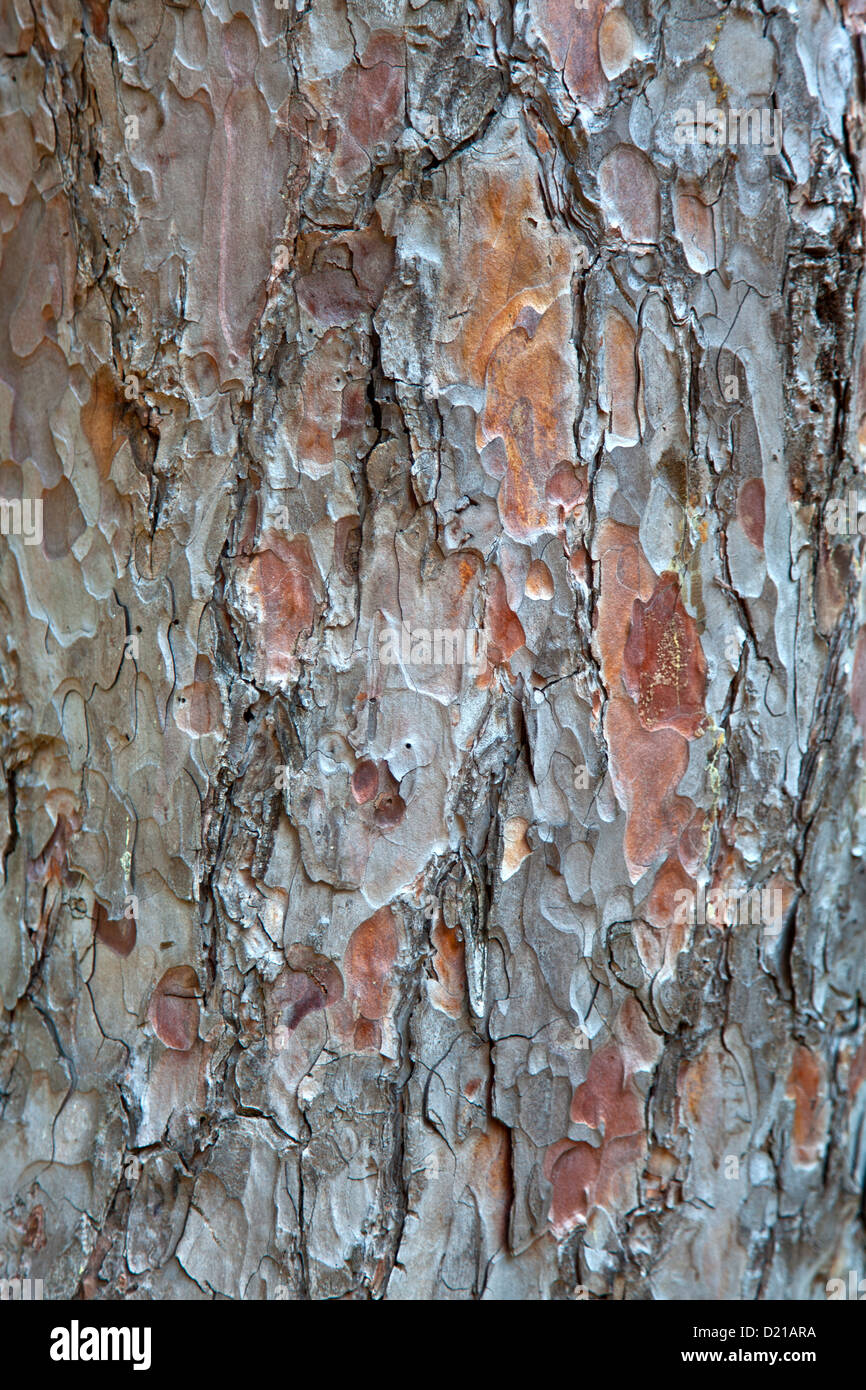 A close up of the texture of tree bark Stock Photo - Alamy