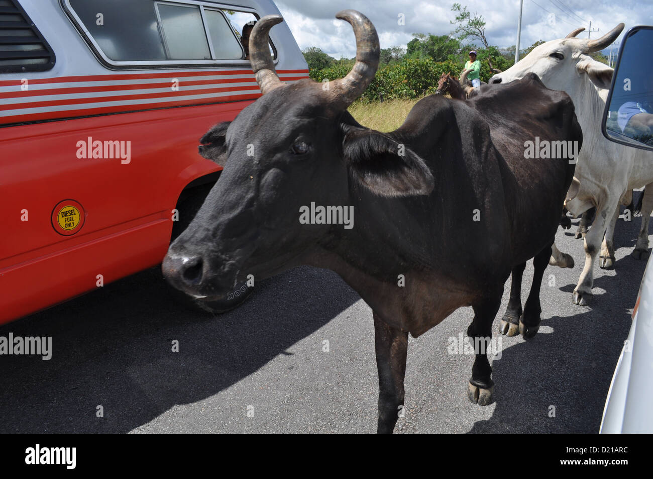 Bocas del Toro (Panama): cattle along a road in the countryside Stock ...