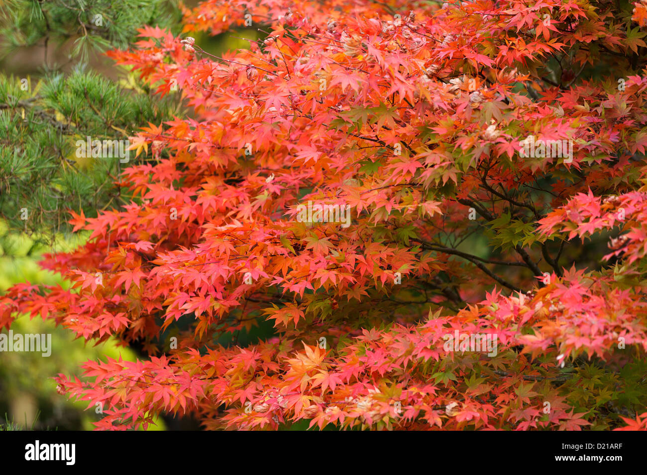 Japanese maple tree at autumn season, Japan Stock Photo - Alamy
