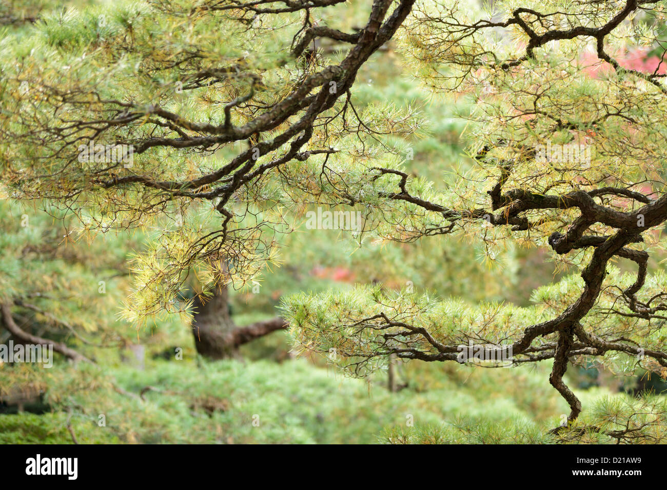 Twisted pine cedar tree branches in Japanese garden Stock Photo - Alamy