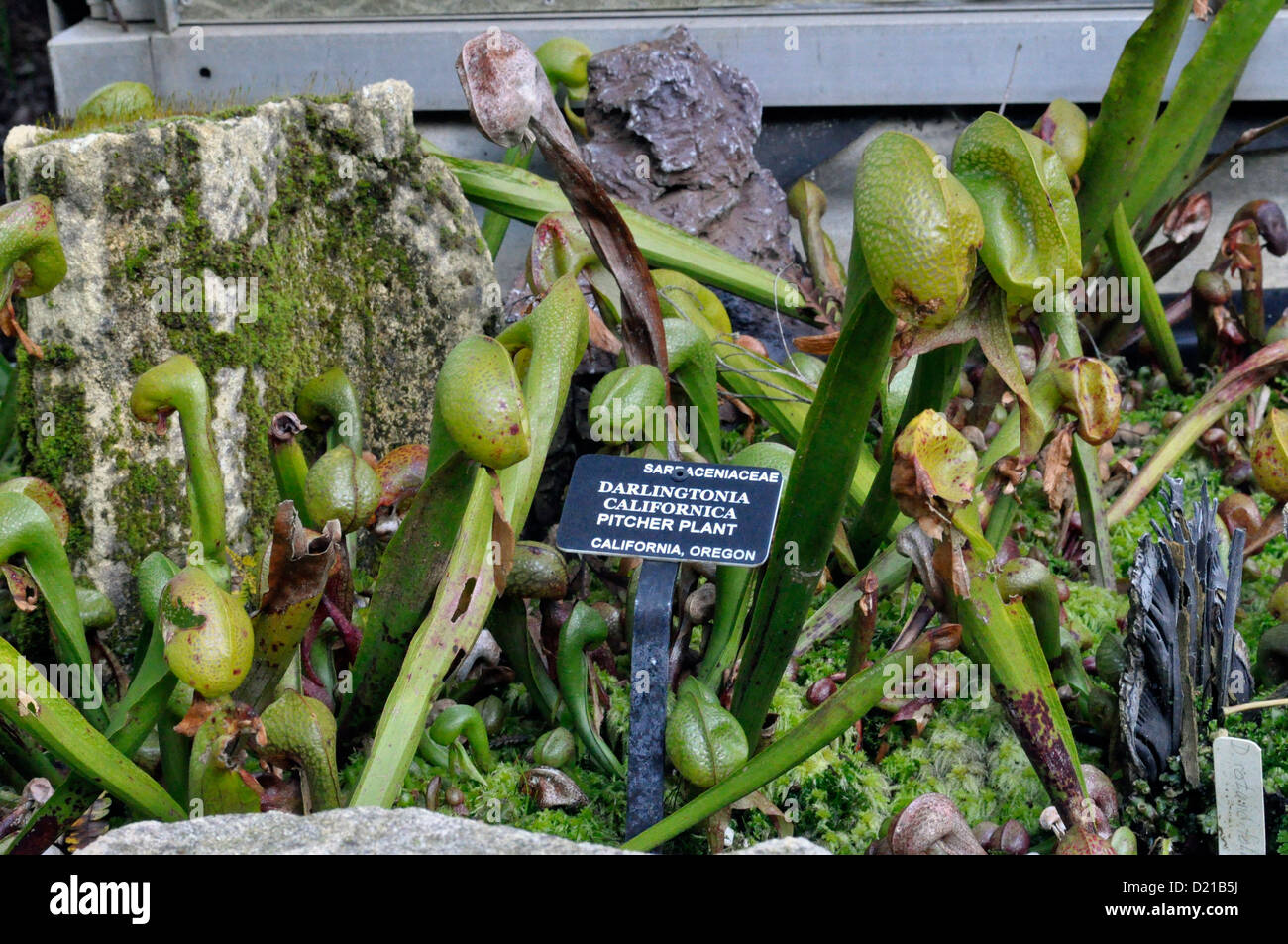pitcher plant display in the San Francisco Botanical Gardens, Golden ...