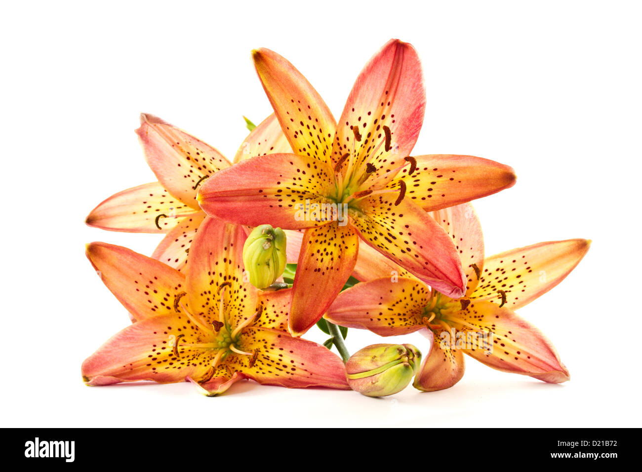 White lily spa Cut Out Stock Images & Pictures - Alamy