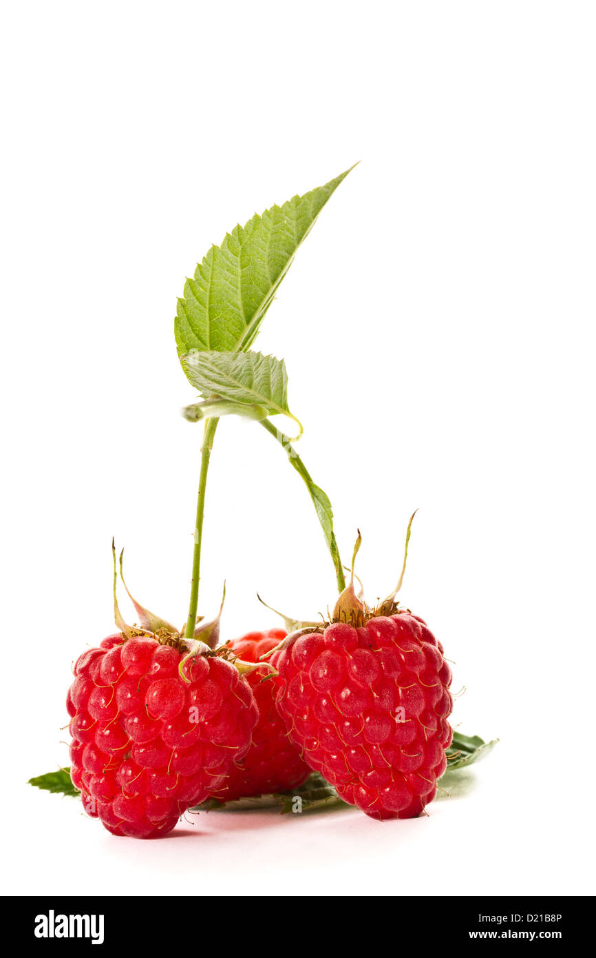 Raspberry plant detail Cut Out Stock Images & Pictures - Alamy