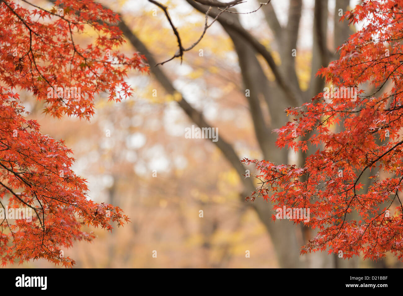 Japanese maple tree in autumn season Stock Photo - Alamy