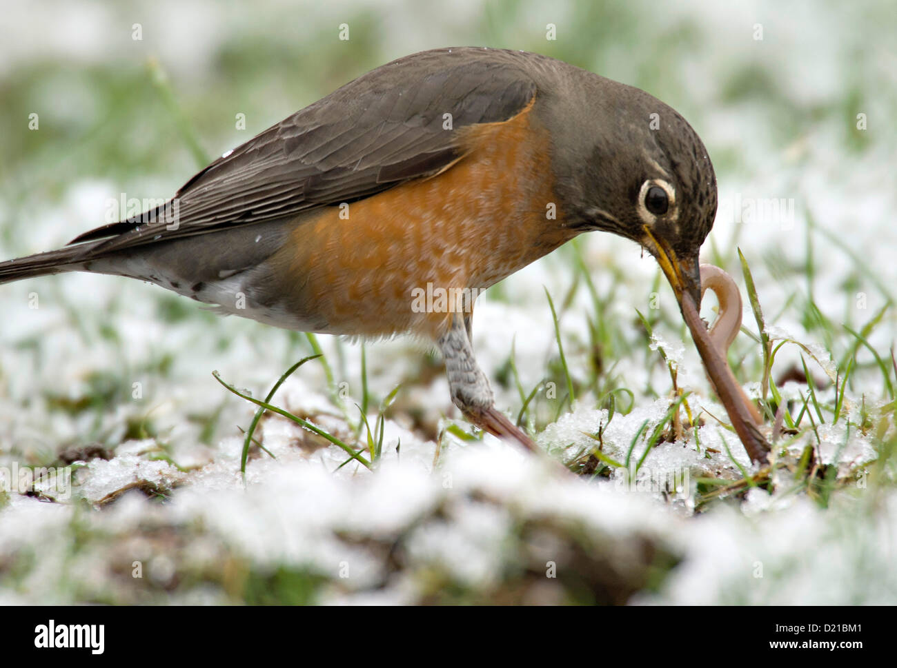 Jan. 10, 2013 - Roseburg, Oregon, U.S - An American robin pulls a juicy ...
