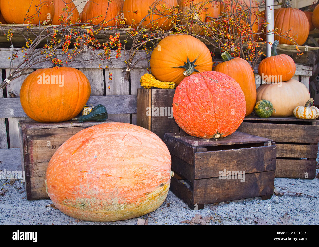 An apple farm has room for a pumpkin patch every fall Stock Photo - Alamy