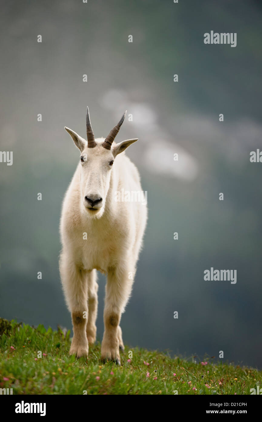 Montana mountain goat hi-res stock photography and images - Alamy