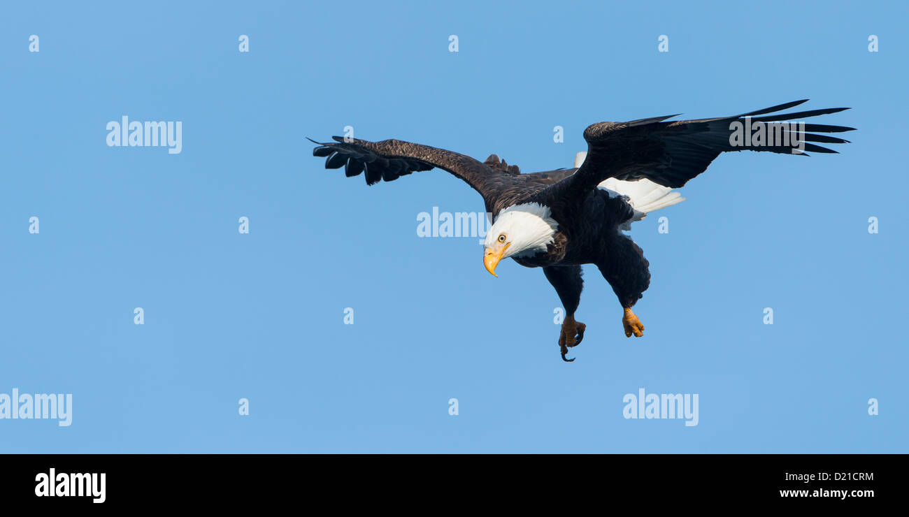 Eagle diving down hi-res stock photography and images - Alamy
