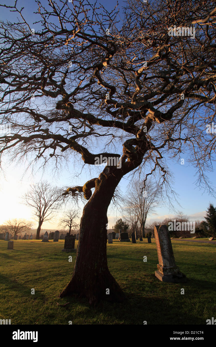A scary tree in a haunted cemetery in Lunenburg Nova Scotia Canada ...