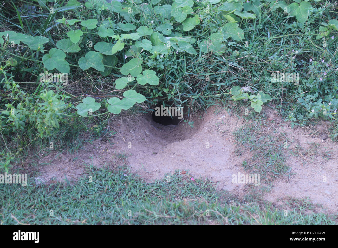 Rat hole hi-res stock photography and images - Alamy