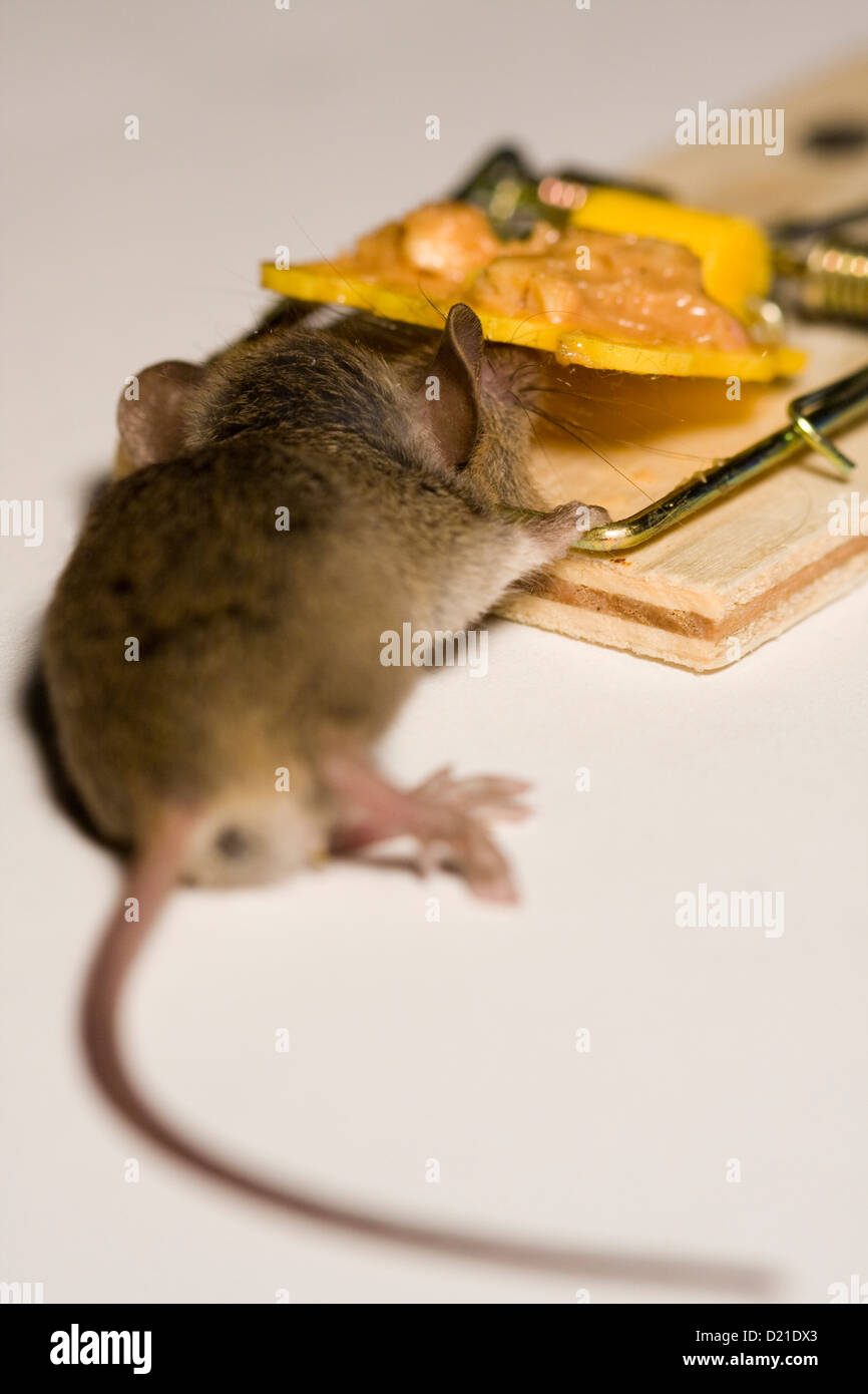 Mouse caught in a mousetrap baited with Peanut Butter on white ...