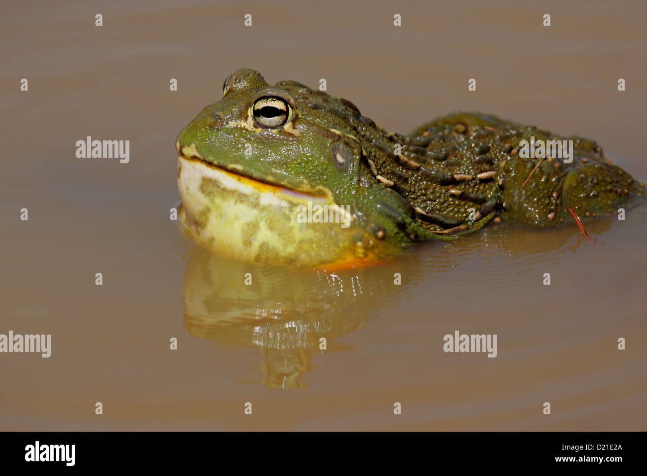 Male African giant bullfrog (Pyxicephalus adspersus) in shallow water ...