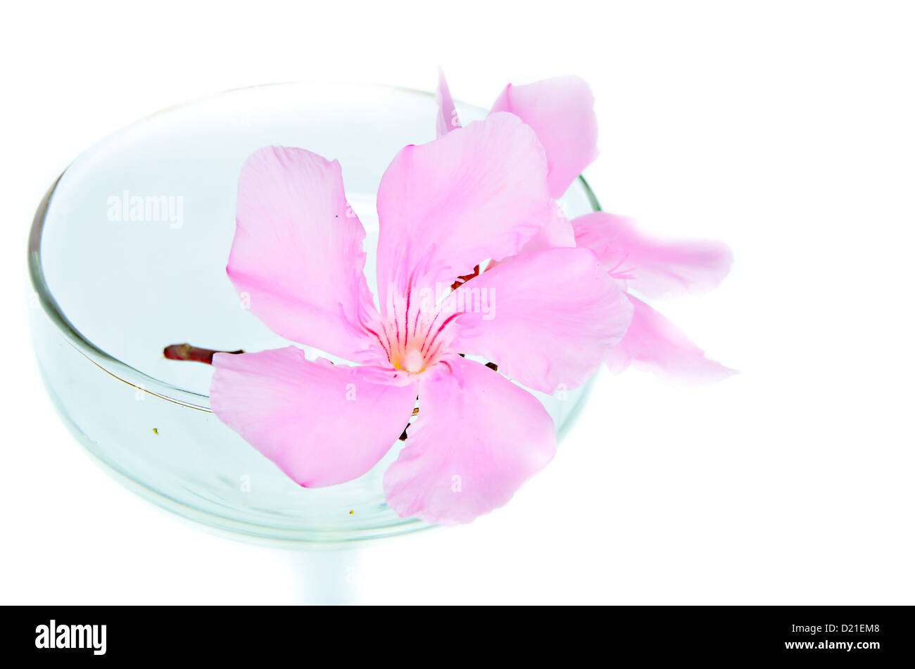 Beautiful japanese plant Cut Out Stock Images & Pictures - Alamy