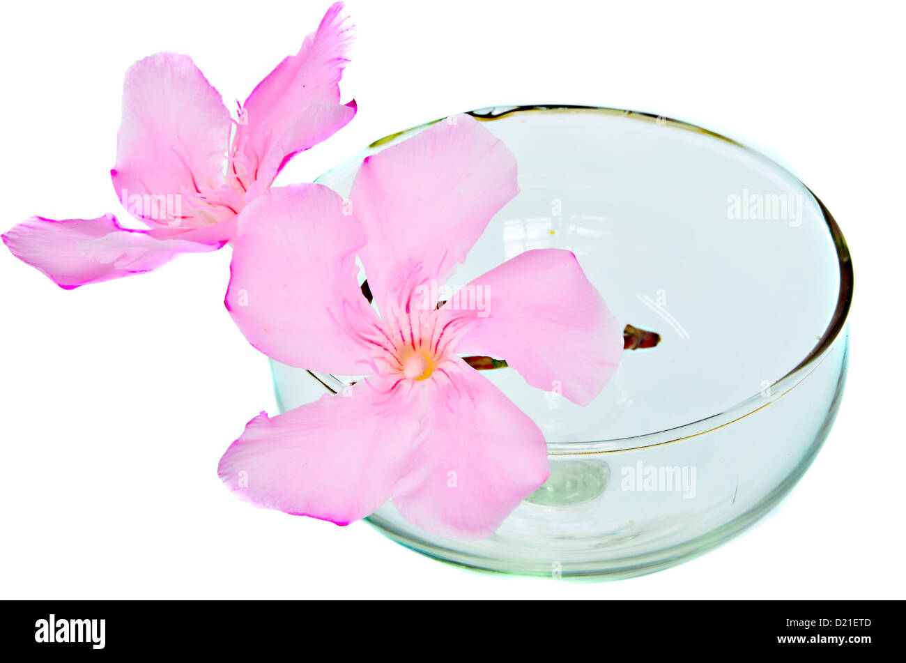 Light pink cherry Cut Out Stock Images & Pictures - Alamy