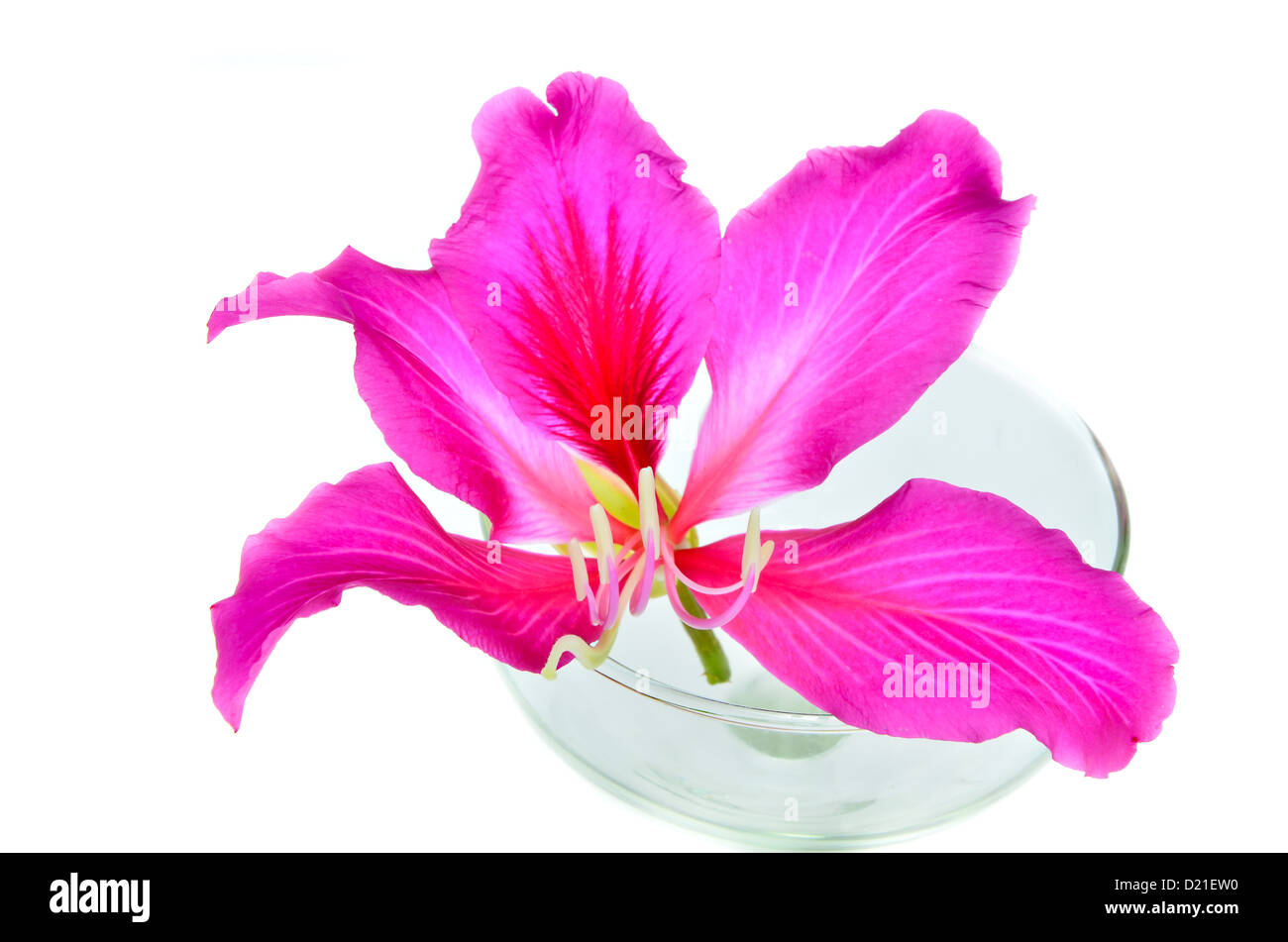 Oval purple Cut Out Stock Images & Pictures - Alamy