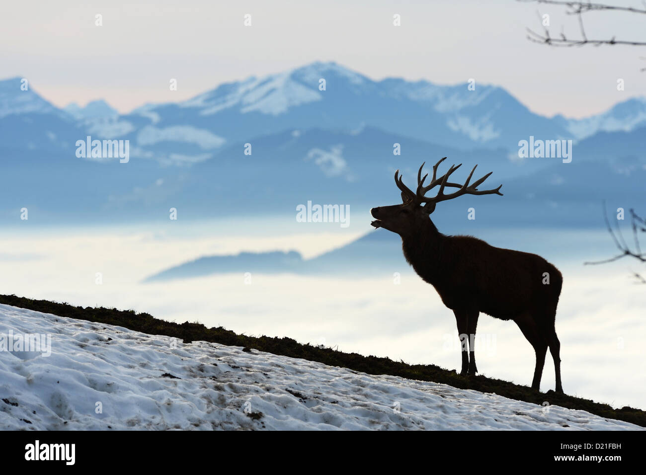 A stag roars in front of the Alps and the fog-covered valley pictured ...