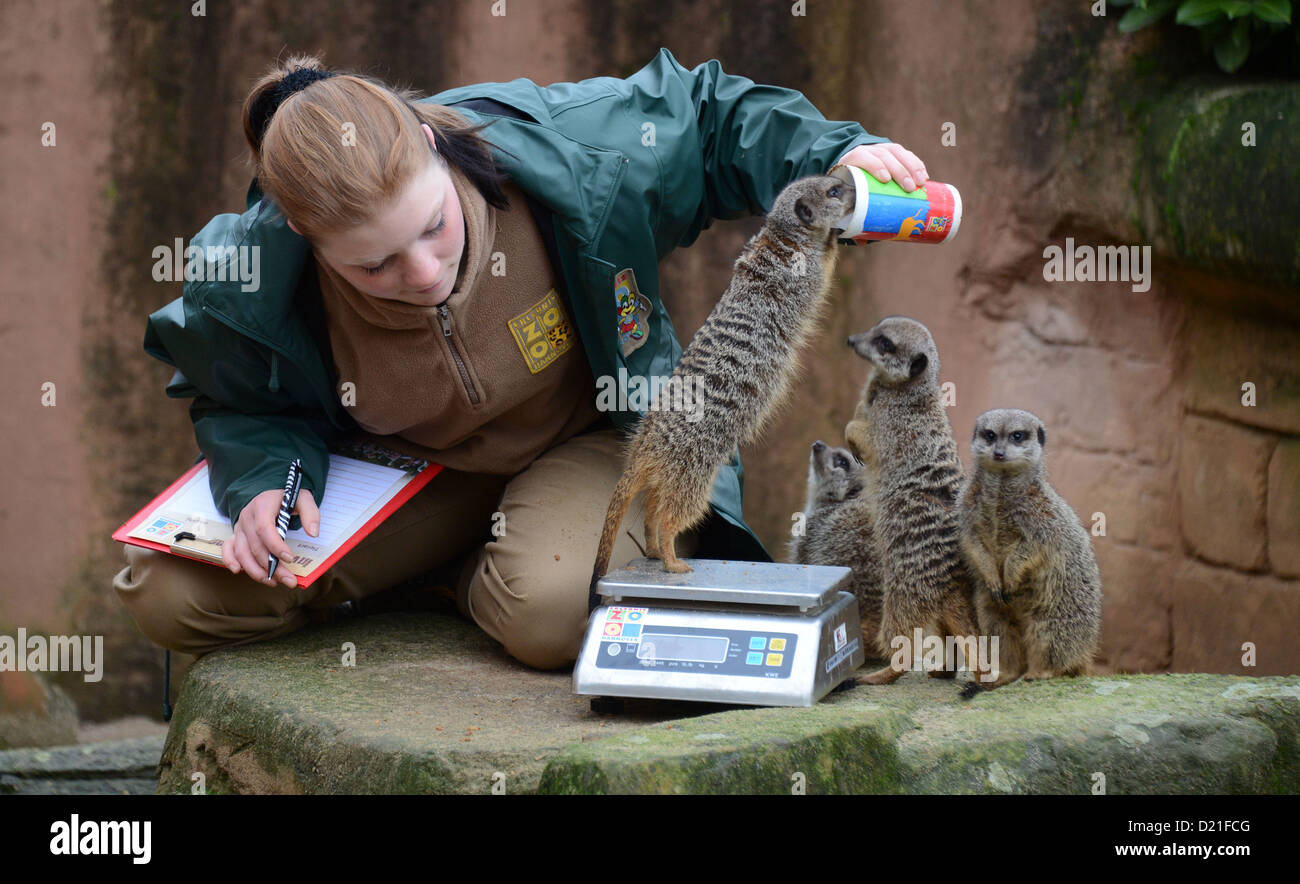 Zoo keeper Nadja Neubauer weighs a meerkat during the annual inventory ...