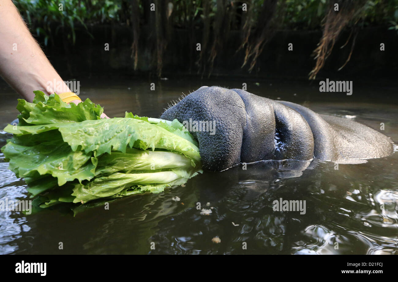 A manatee is fed endives at the Burgers' Zoo in Arnhem, Netherlands, 10 ...