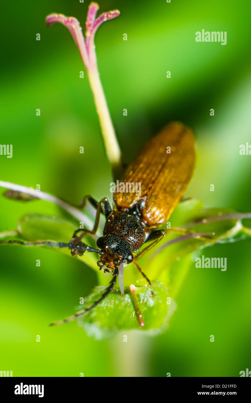 Portrait of a insect Stock Photo - Alamy