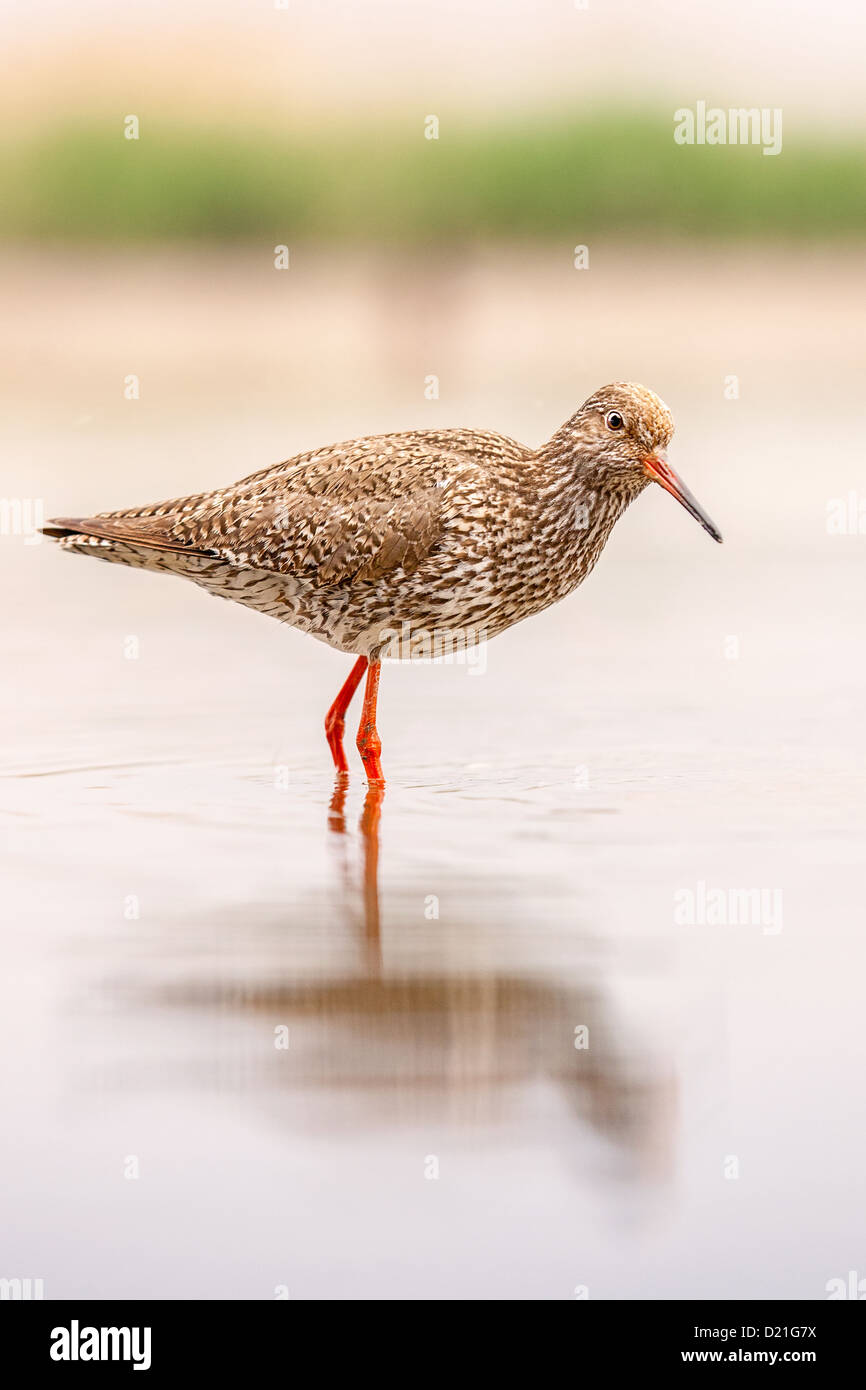 Wading birds of europe hi-res stock photography and images - Alamy