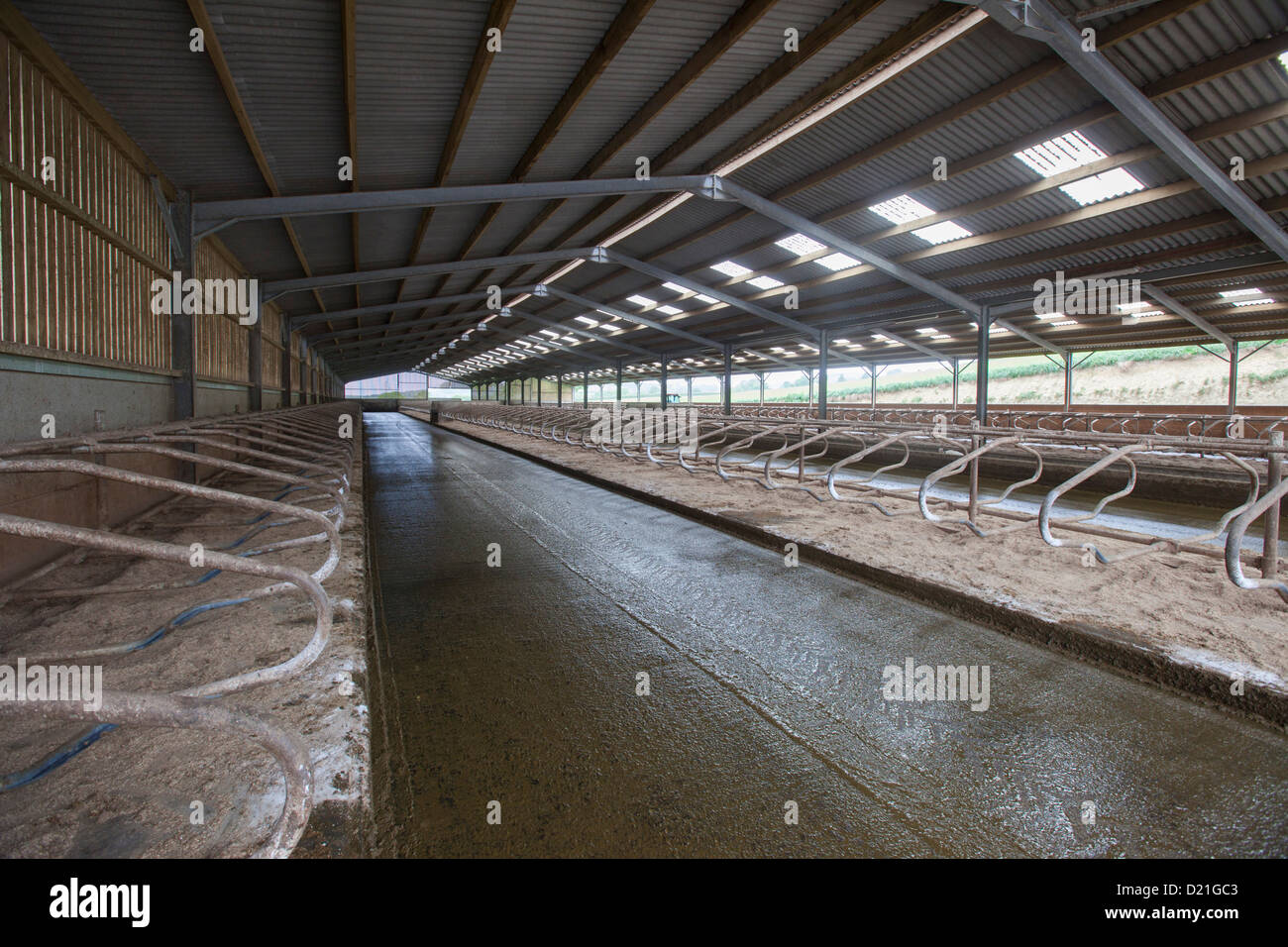 Super Dairy Cows High Resolution Stock Photography and Images - Alamy