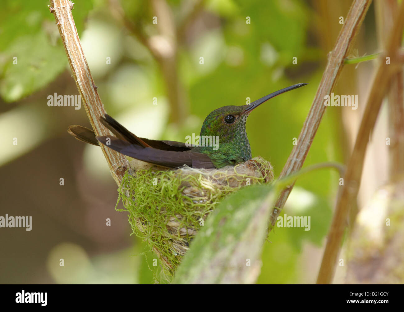 Selective breeding of birds hi-res stock photography and images - Alamy