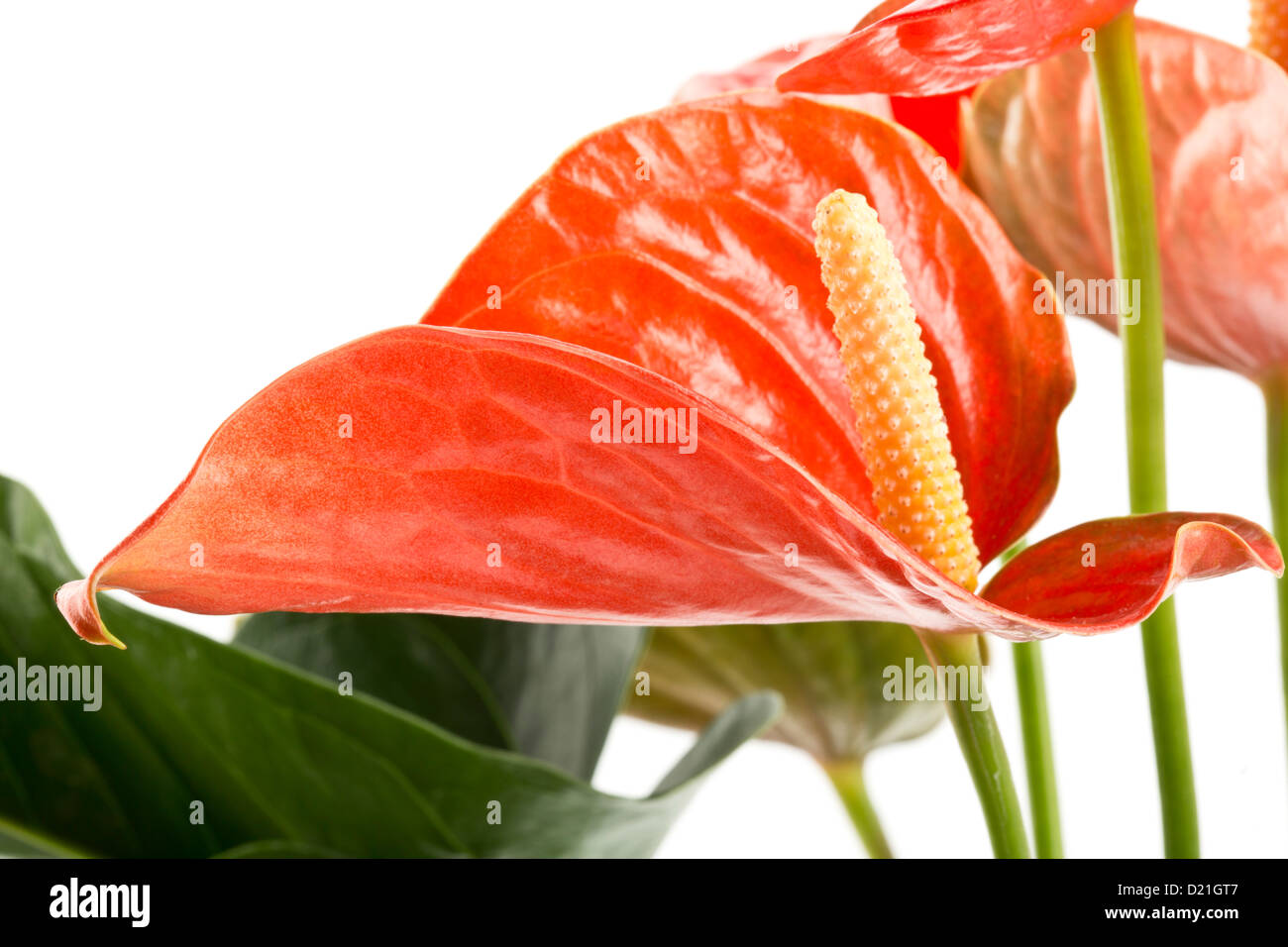 Anthurium cut hi-res stock photography and images - Alamy