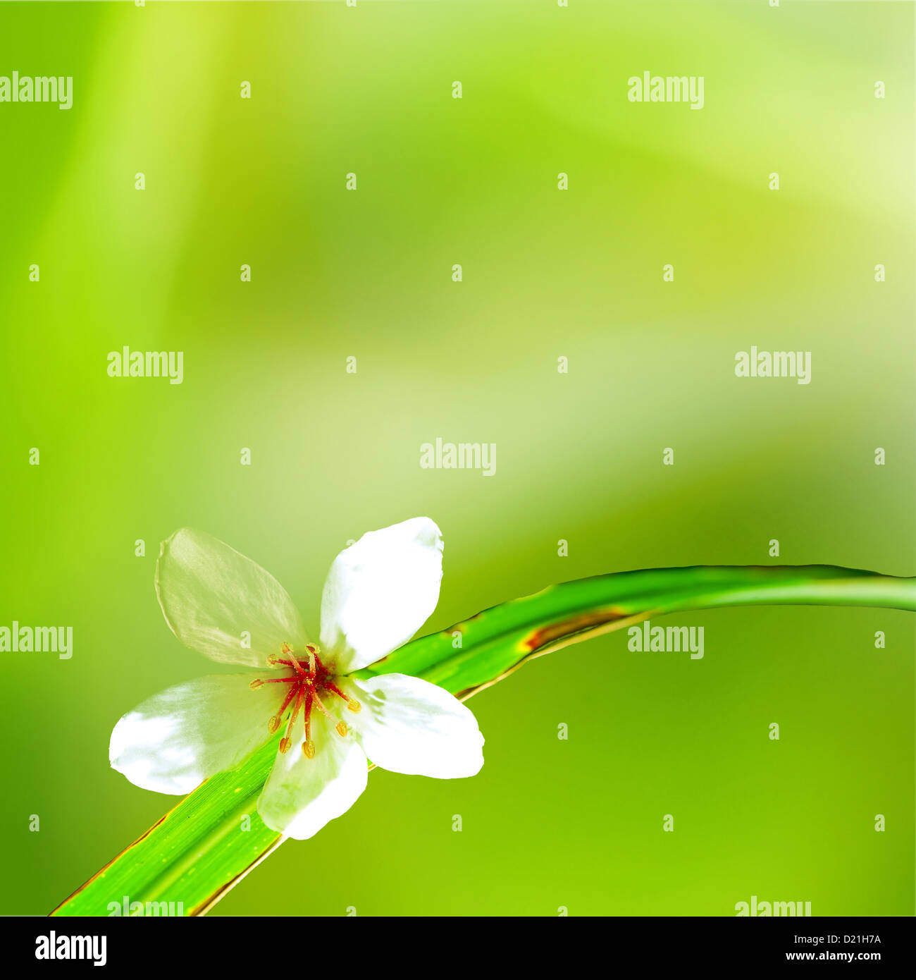 beautiful tung flowers for adv or others purpose use Stock Photo - Alamy