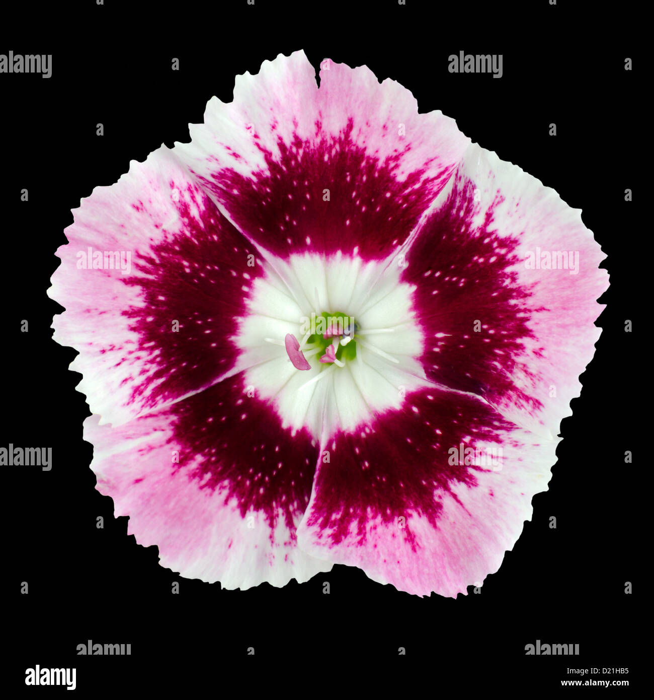 Macro of Pinks wild flower isolated on black background Stock Photo - Alamy