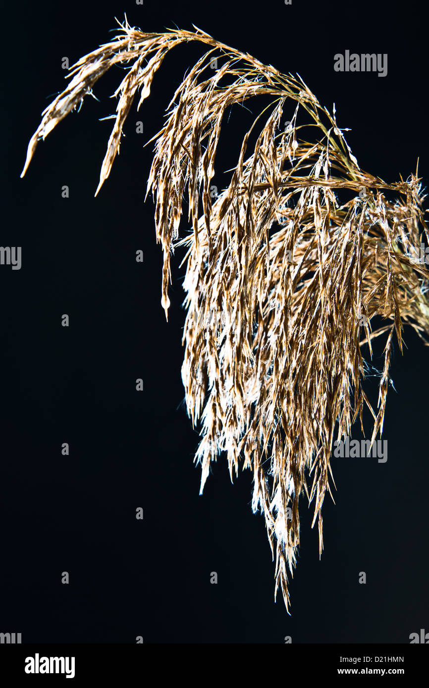 Close up of reed grass against black background Stock Photo - Alamy