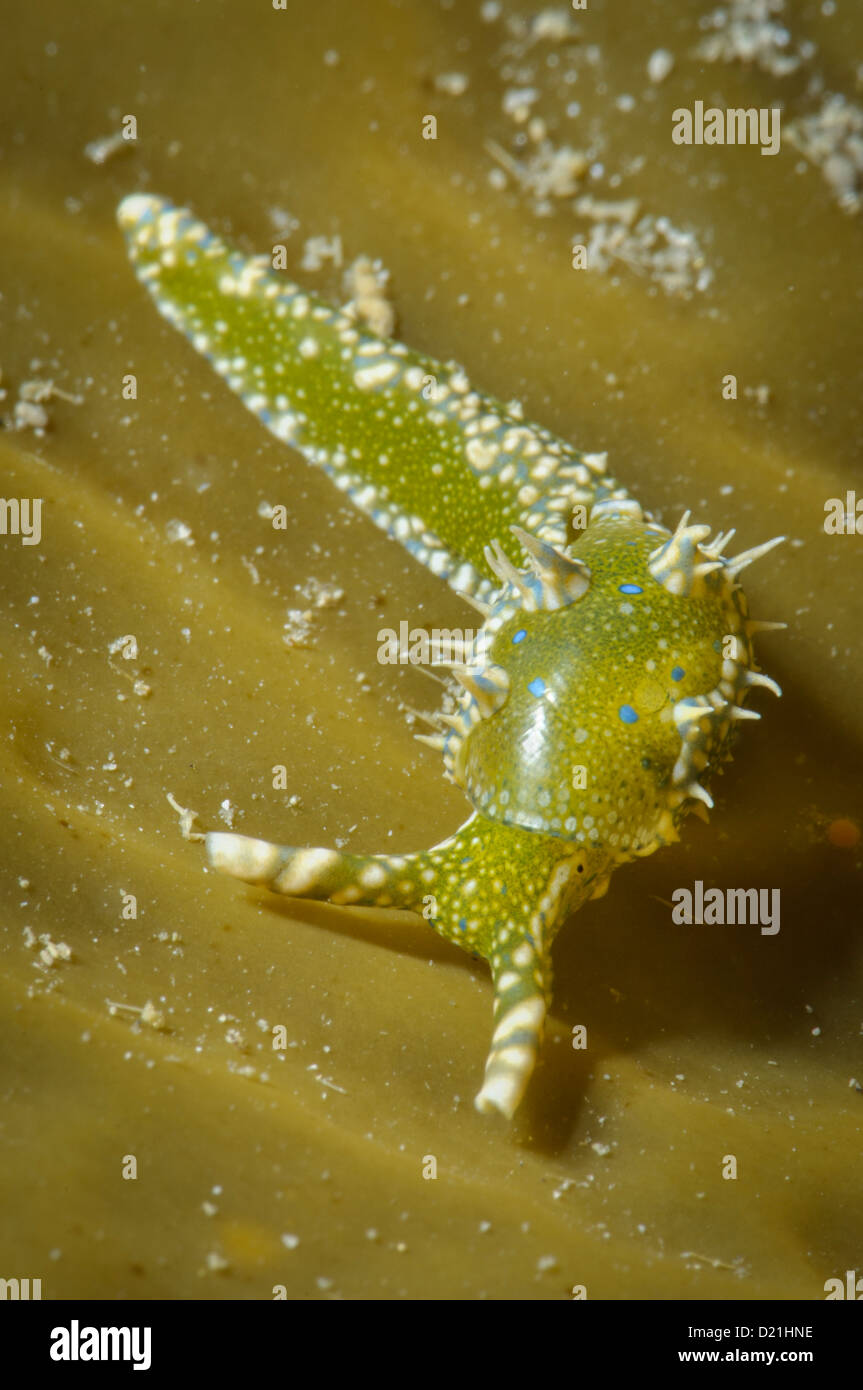 Oxynoe viridus hi-res stock photography and images - Alamy