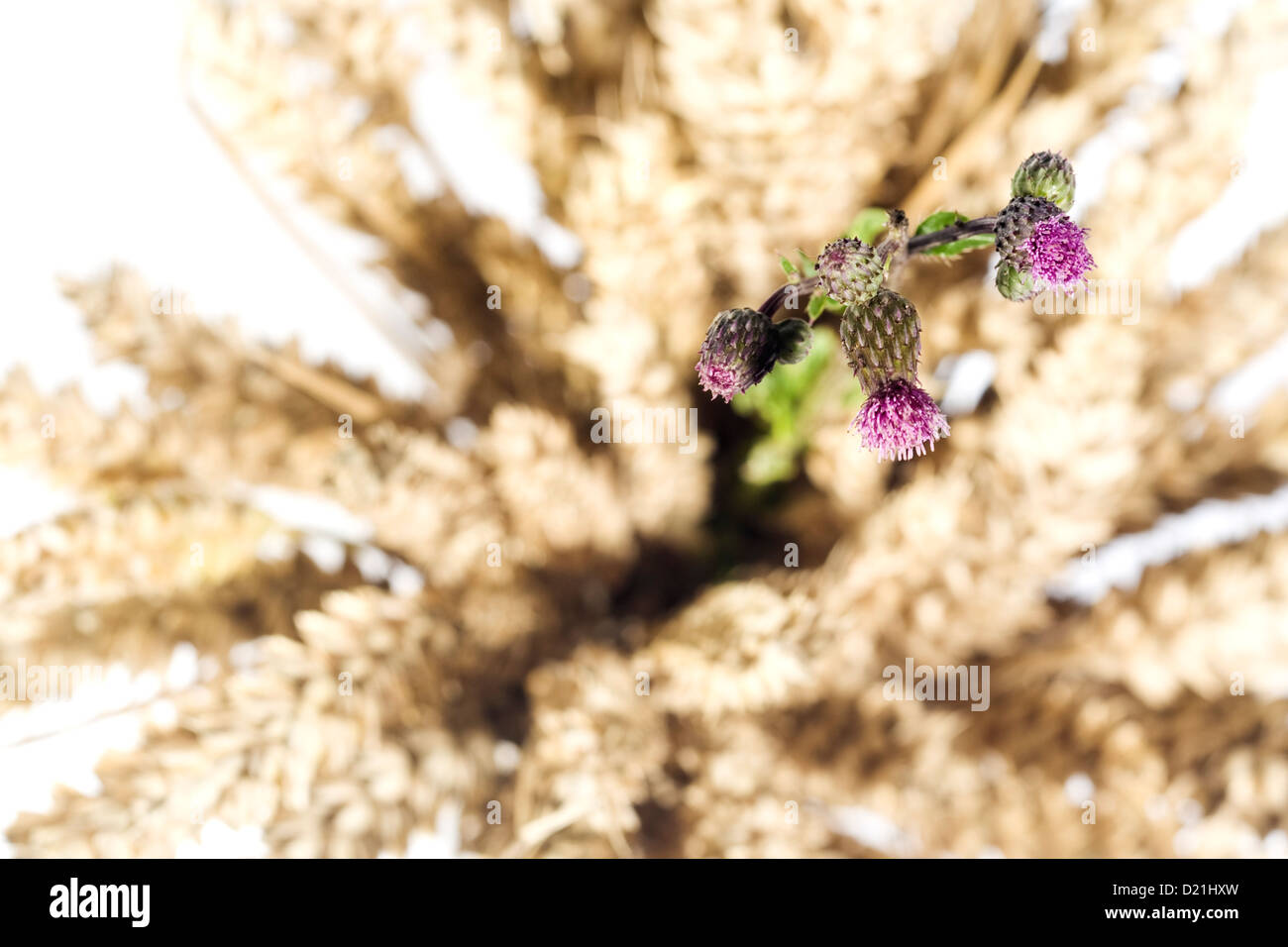 Wheat with purple flower, close up Stock Photo - Alamy