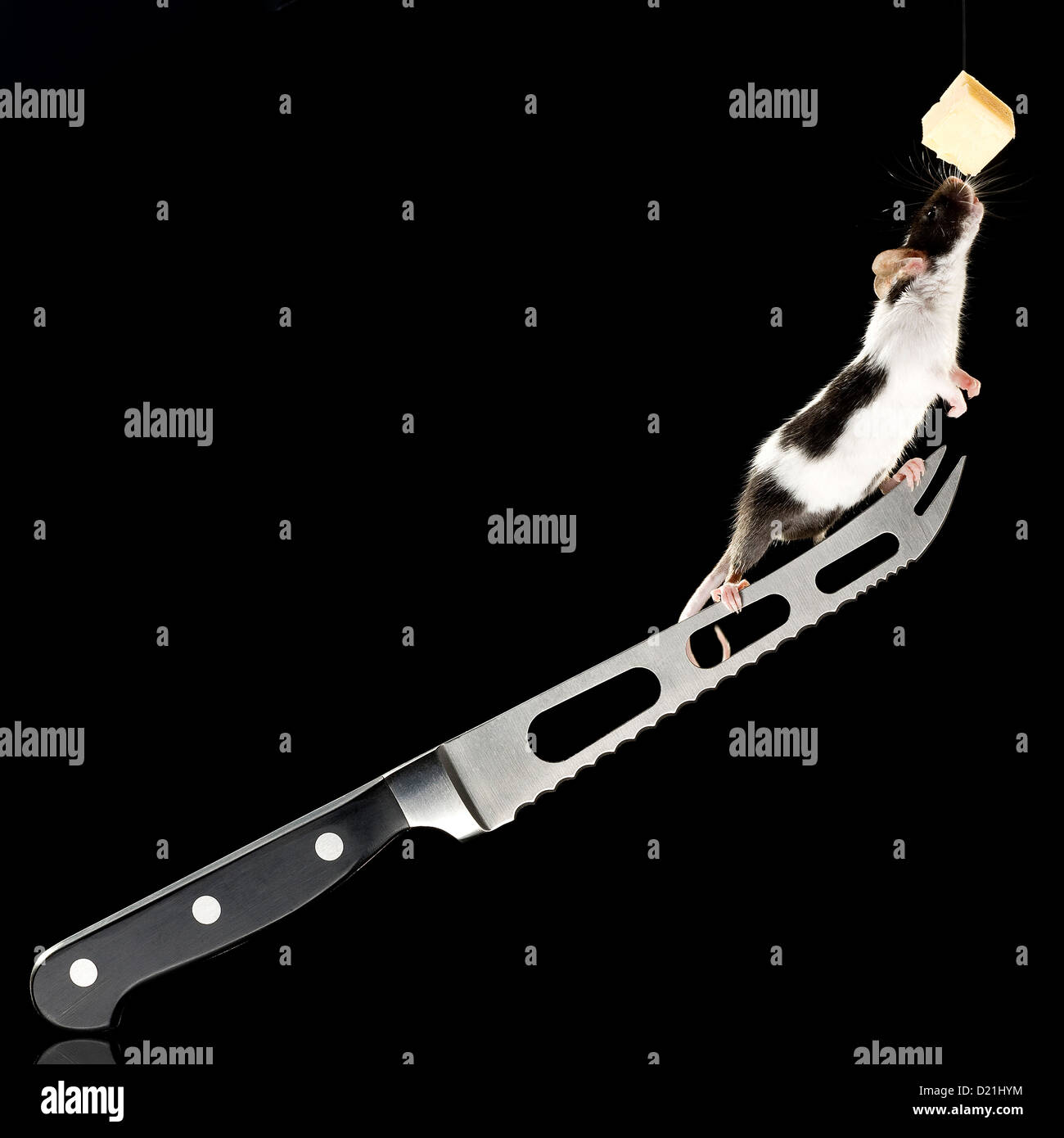 Mouse on knife with cheese, close up Stock Photo - Alamy