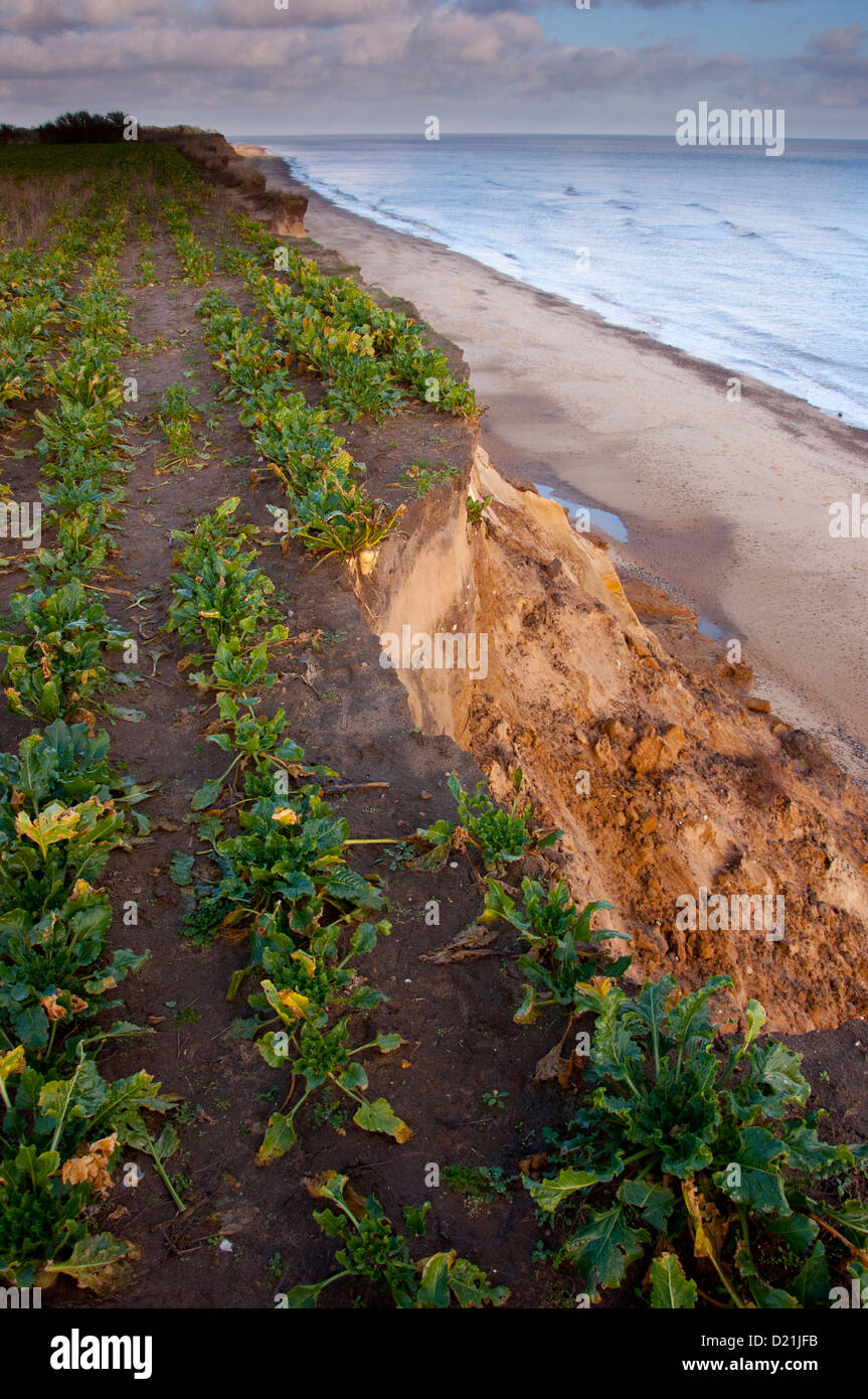 Agricultural farm field land with crop being lost to coastal erosion ...