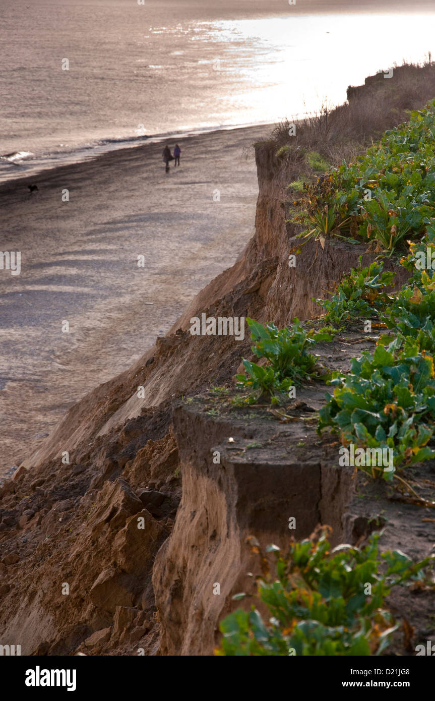 Agricultural farm field land with crop being lost to coastal erosion ...