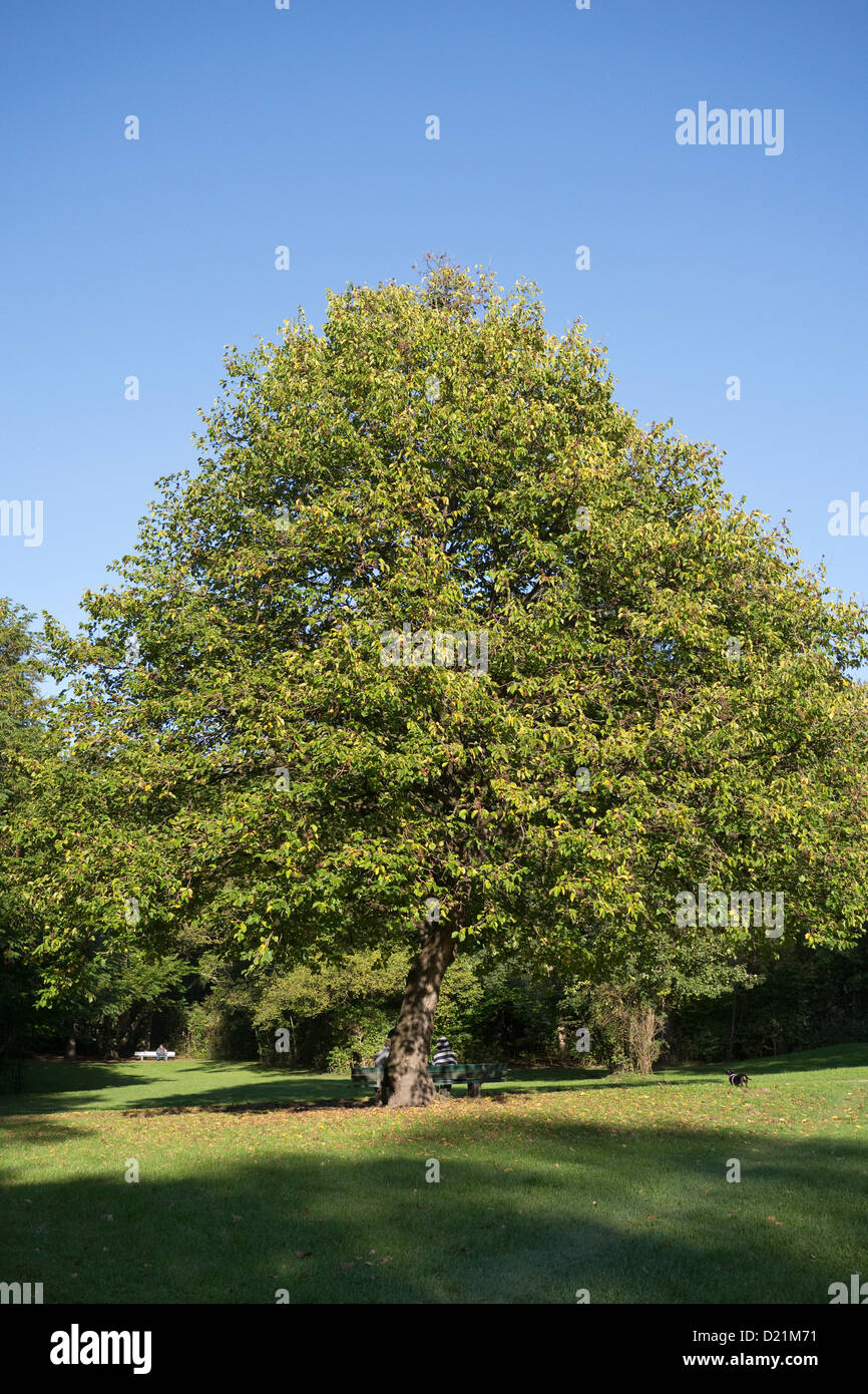big tree full of rich green leaves and blue sky in a park Stock Photo ...