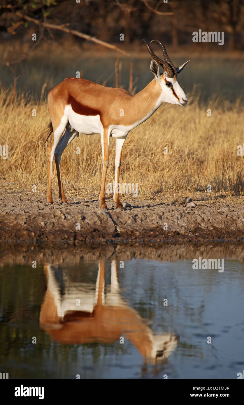 Kalahari springbok hi-res stock photography and images - Alamy