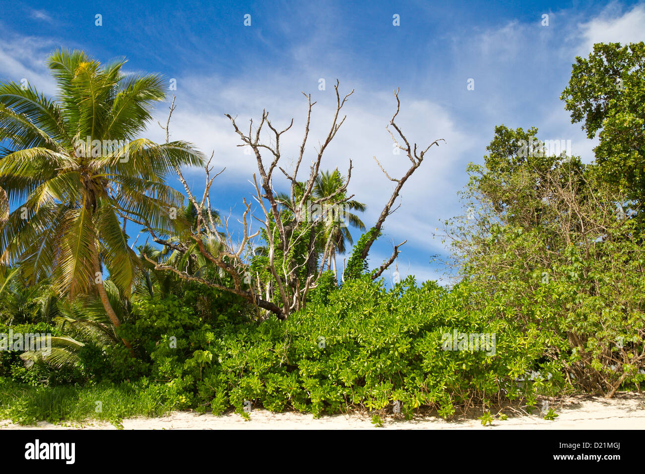Iceland tree hi-res stock photography and images - Alamy