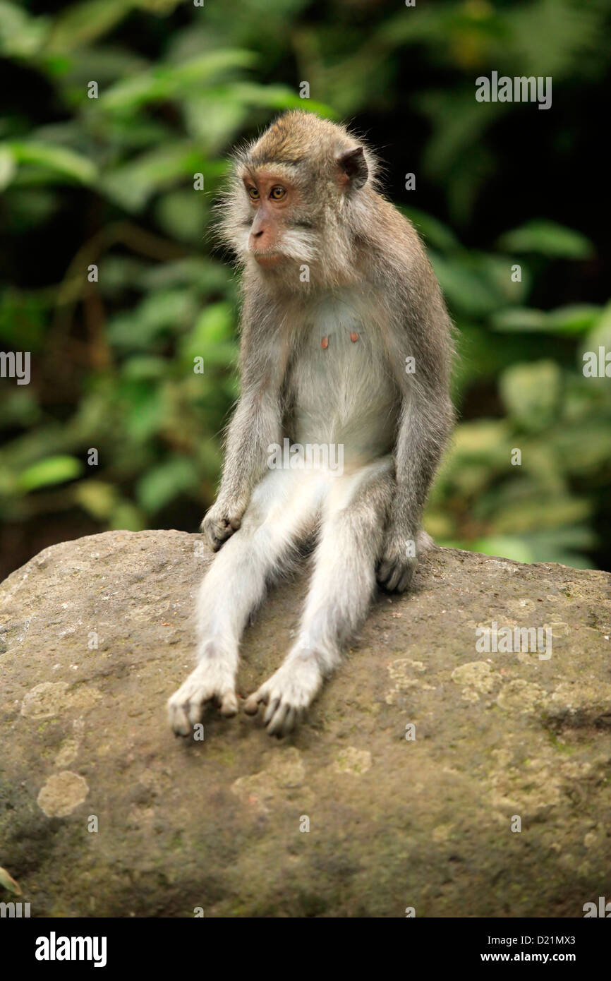 Portrait of the sad monkey. Park of monkeys in Indonesia. Bali Stock ...