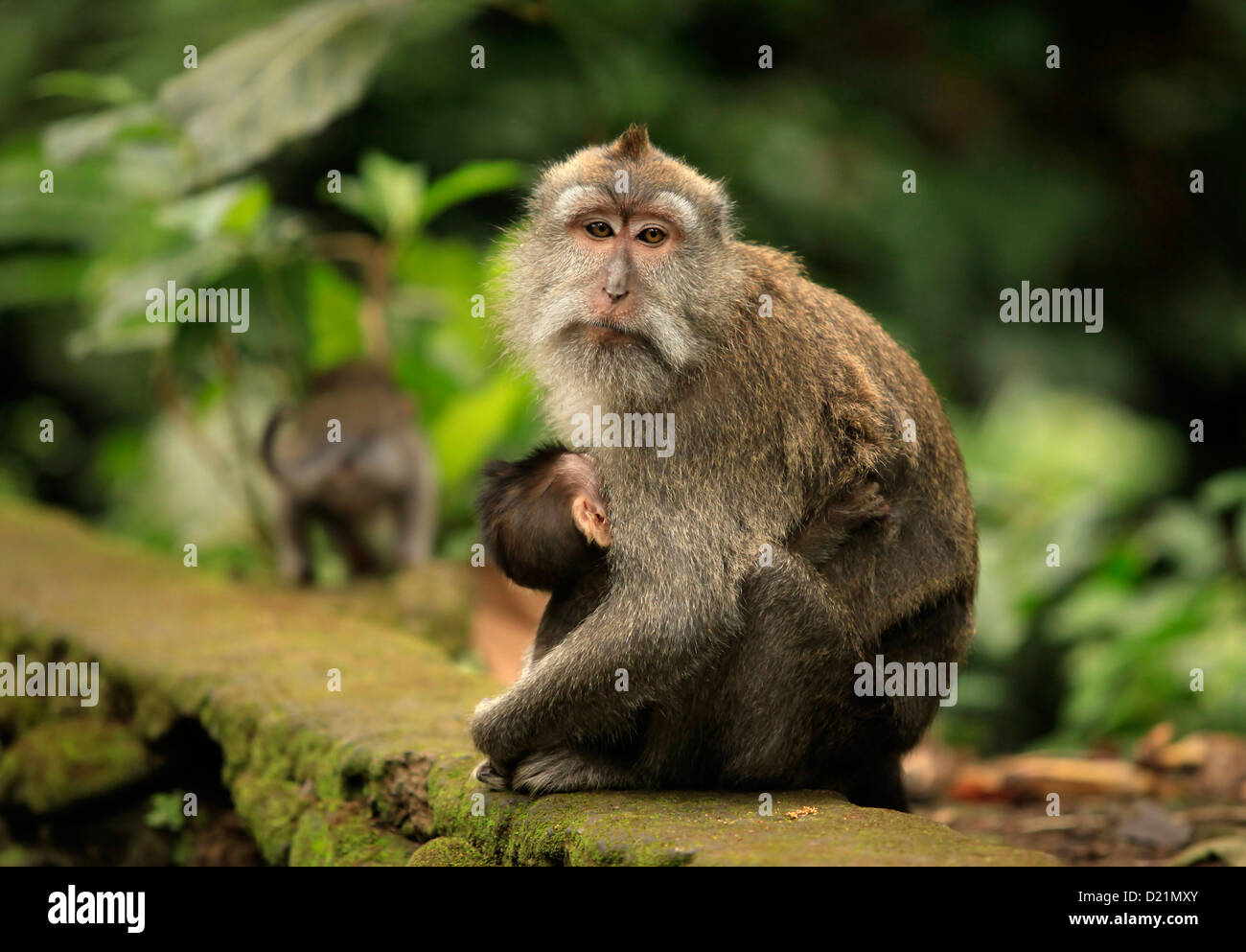 Family of monkeys. Bali a zoo. Indonesia Stock Photo - Alamy