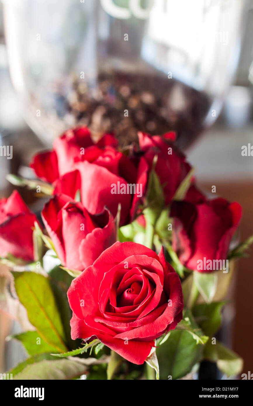 Beautiful fresh red roses Stock Photo - Alamy