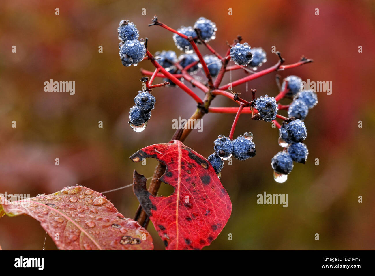 Northern Wild Raisin