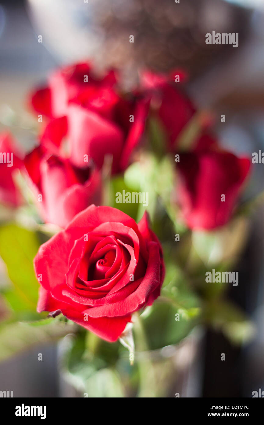 Beautiful fresh red roses hi-res stock photography and images - Alamy