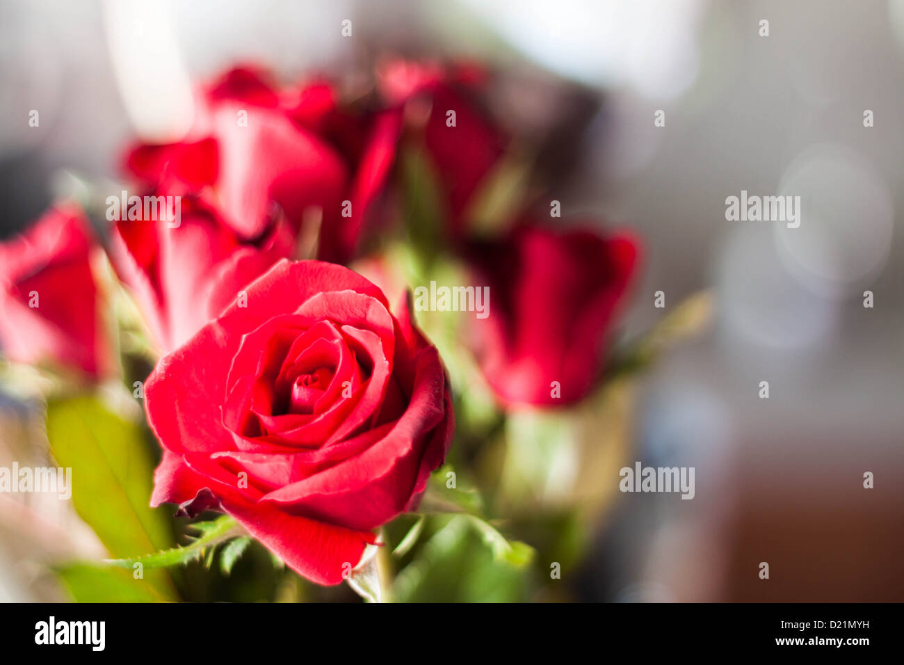 Beautiful fresh red roses Stock Photo - Alamy