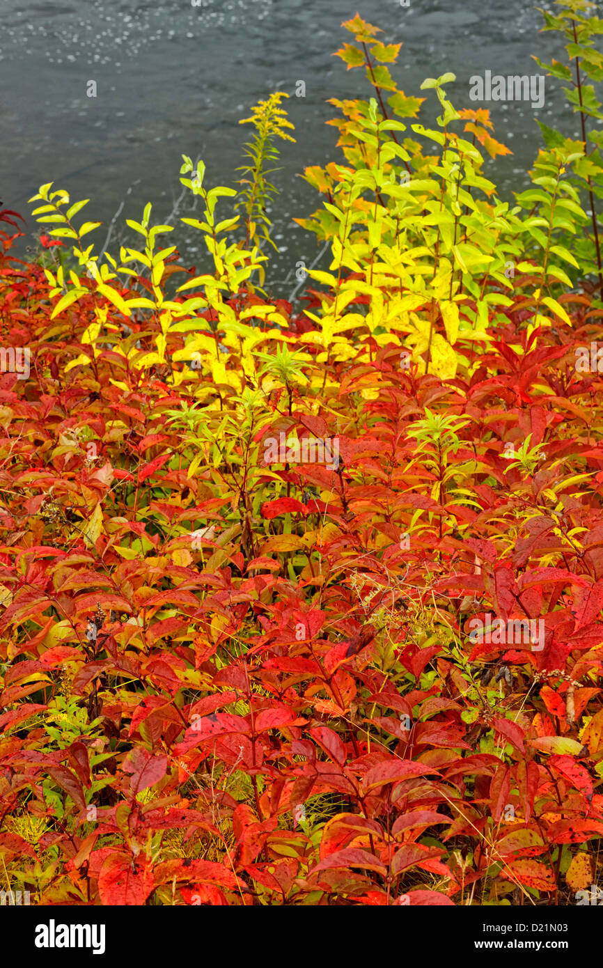 Bush honeysuckle (Diervilla lonicera) with autumn foliage. Colony ...