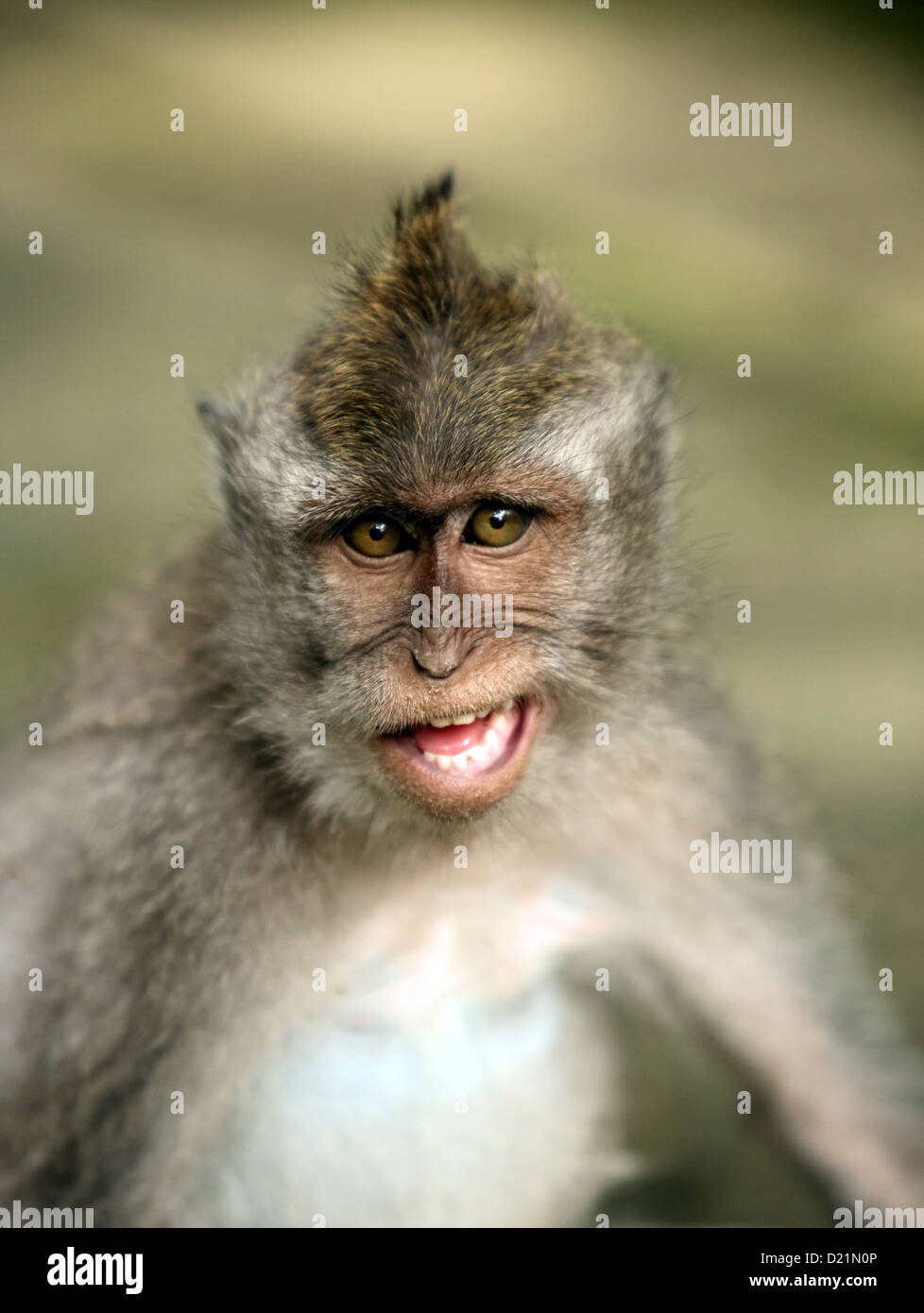 Portrait of the monkey with an amusing grimace Stock Photo - Alamy