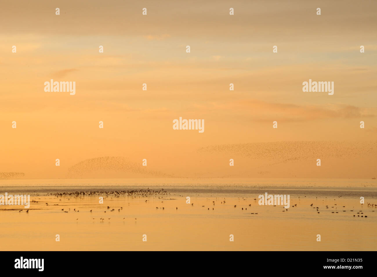 Sunset sky and birds over the Wash Stock Photo - Alamy