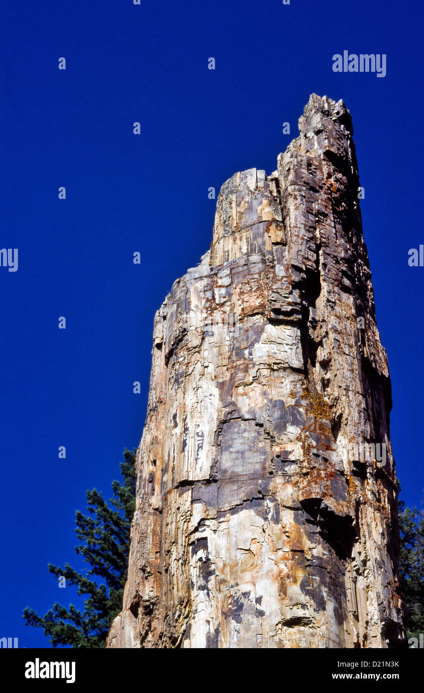 Petrified tree yellowstone hi-res stock photography and images - Alamy