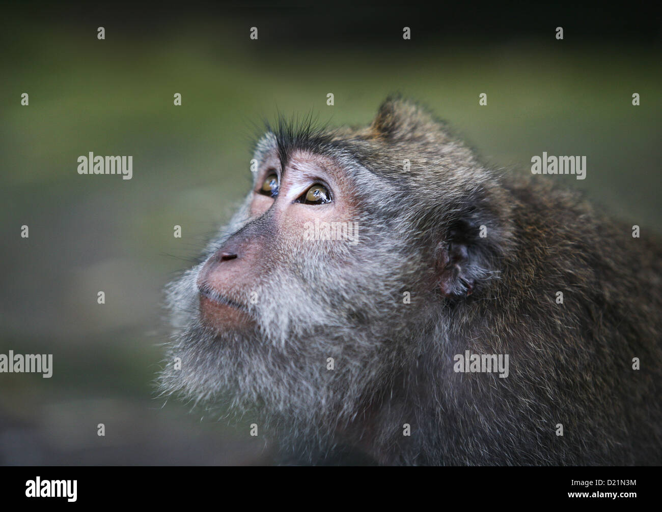 Portrait of the monkey looking upwards. Park of monkeys in Indonesia ...
